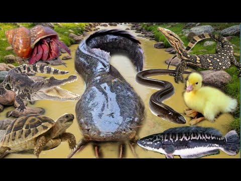 Wow Amazing‼️ Tangkap ikan lele besar dalam lubang, ikan toman, biyawak, musang, bebek, kura-kura