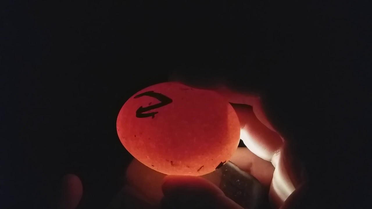 Duck Egg Under Flashlight