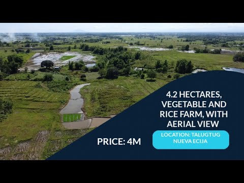 (V103) 4.2 HECTARES, VEGETABLE/RICE FARM, PRICE 4M, LOCATION TALUGTUG ...
