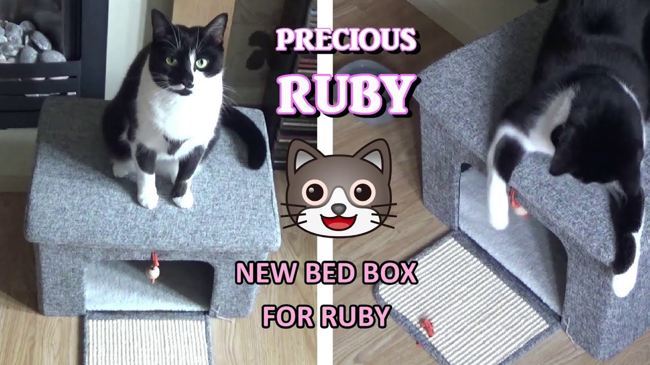 Ruby The Cat Likes Her New Sleeping Area | Precious Ruby - YouTube