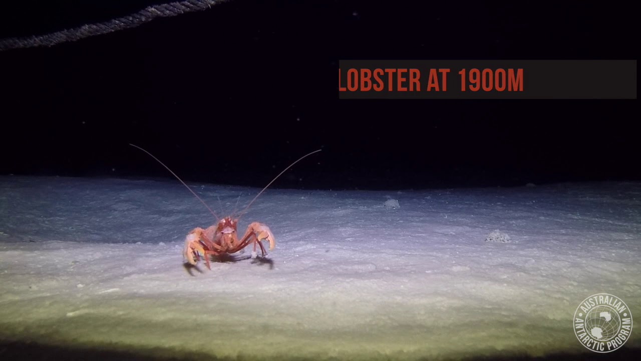 Antarctica's Deep Sea Dwellers | Bellator Lobster - YouTube