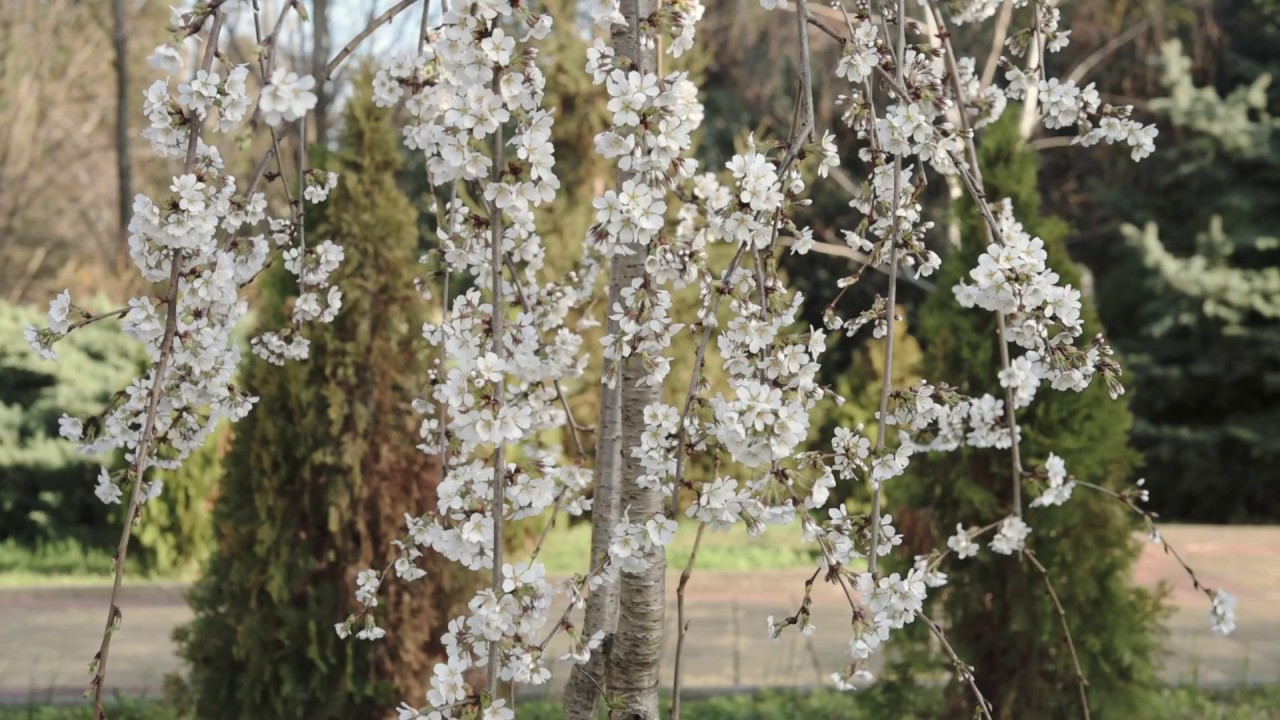 The breeze of Spring - YouTube