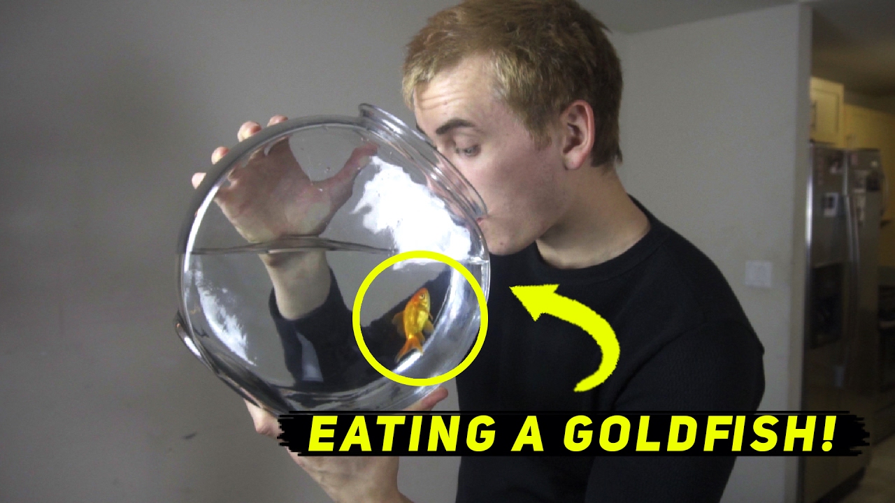 EATING A GOLDFISH! ft. David Dobrik, Jason Nash, & Josh Peck - YouTube