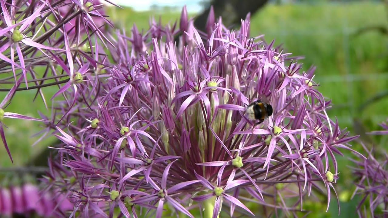 Bee on allium flower - YouTube