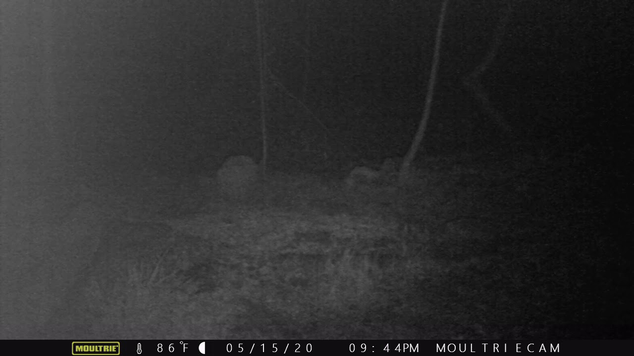 Possum Fight - YouTube