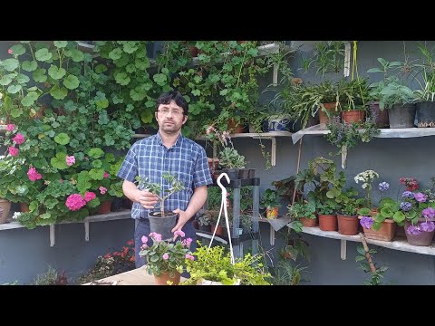 PARA AĞACI (CRASSULA, YEŞİM AĞACI) NASIL ÇOĞALTILIR [money tree,jade tree,crassula breeding.]