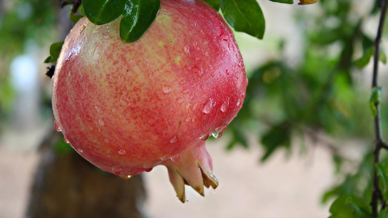🥤How To Make 100% Pomegranate Juice Extraction At Home - YouTube