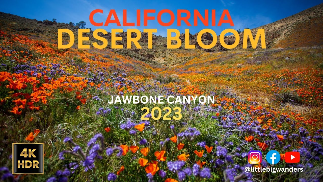 2023 California DESERT BLOOM in 4K HDR // walking tour set to calming ...