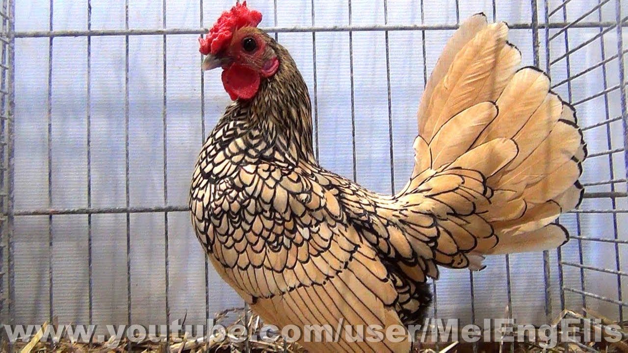 Coq et Poule Sebright Citronné - Lemon Sebright Bantam - Sebright ...
