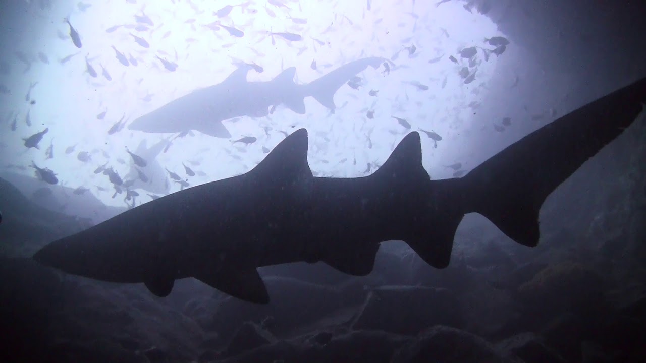 Fish Rock Cave - South West Rocks Dive Centre - Australia - YouTube