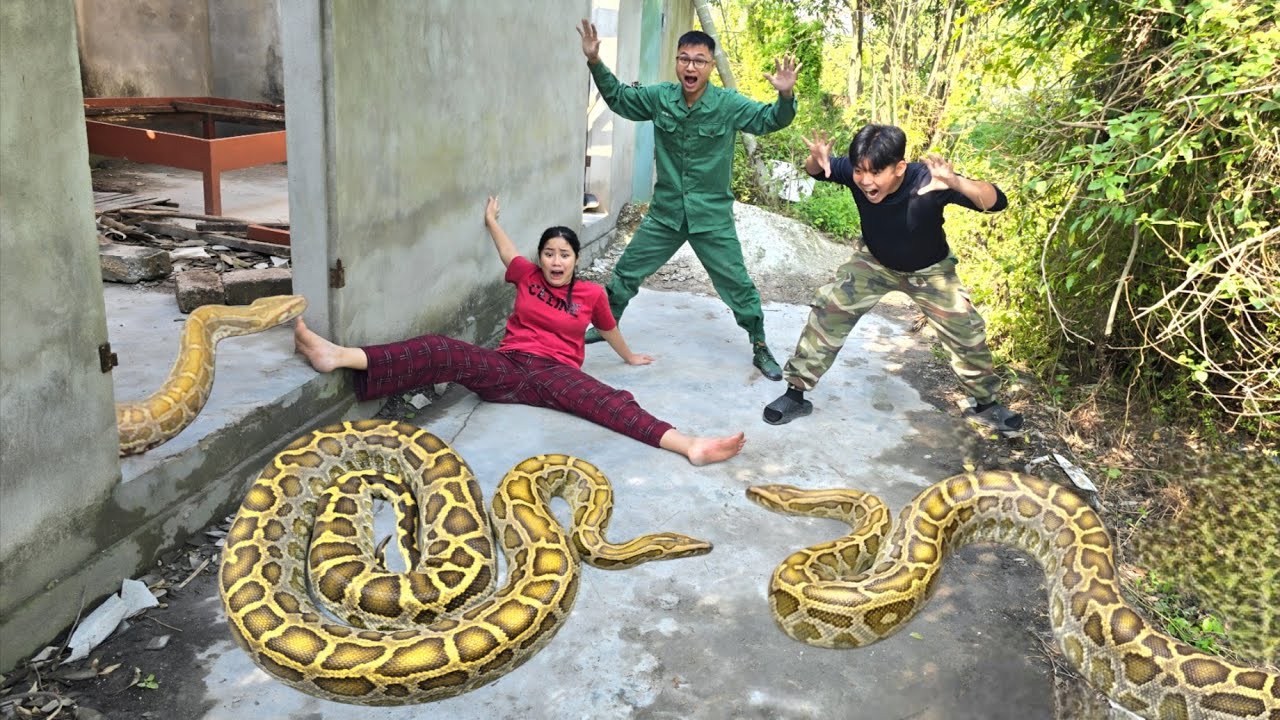 Brave Expert Rescued The Young Girl From The Giant Golden Python. - YouTube
