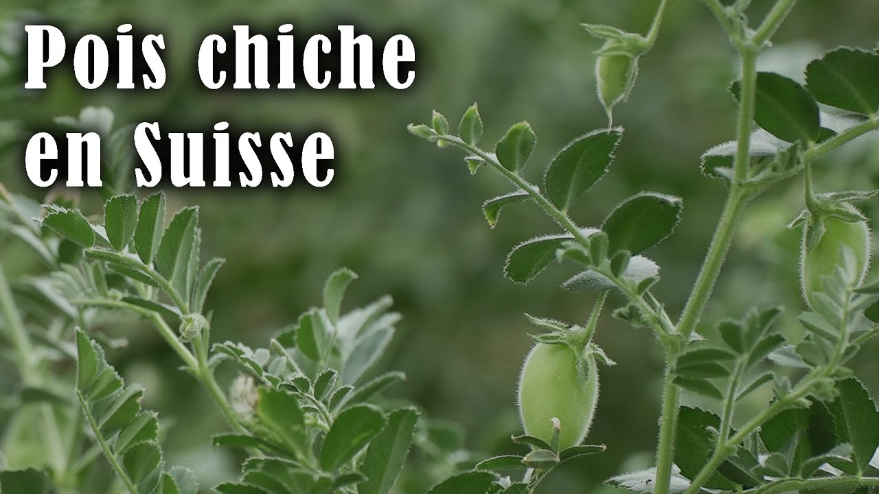 Le pois chiche en non-labour #agriculturedeconservation #agroecologie # ...
