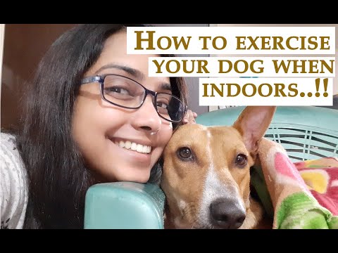 DIY dog activity course setup (indoors)| With demonstration | Delta Bunny at work|