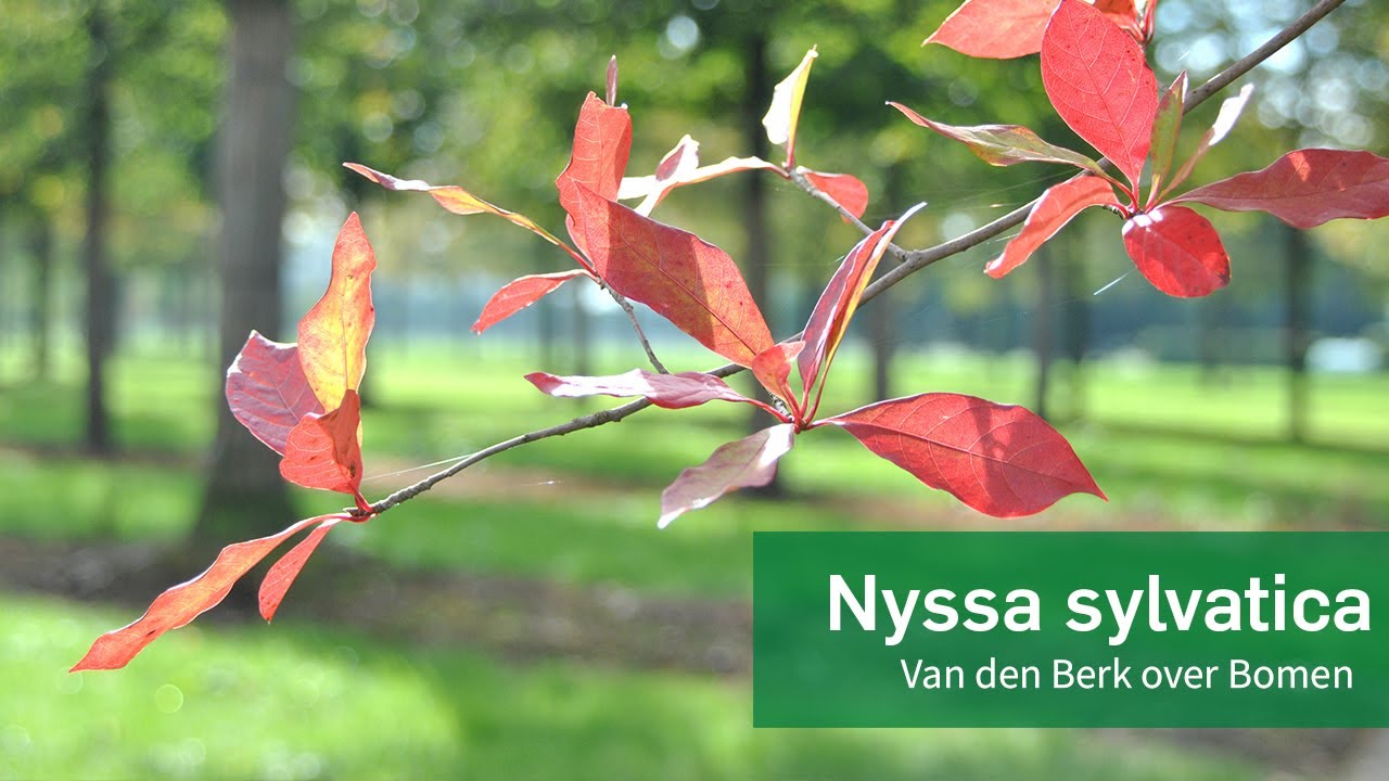 Nyssa sylvatica - Zwarte tupeloboom - YouTube