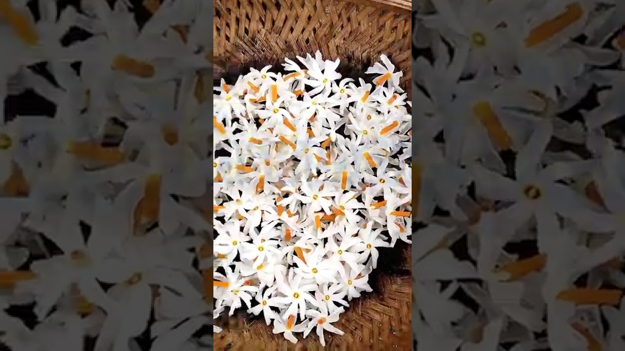 pavala malli plant Tips and care -பவழ மல்லி செடி வளர்ப்பு மற்றும் ...