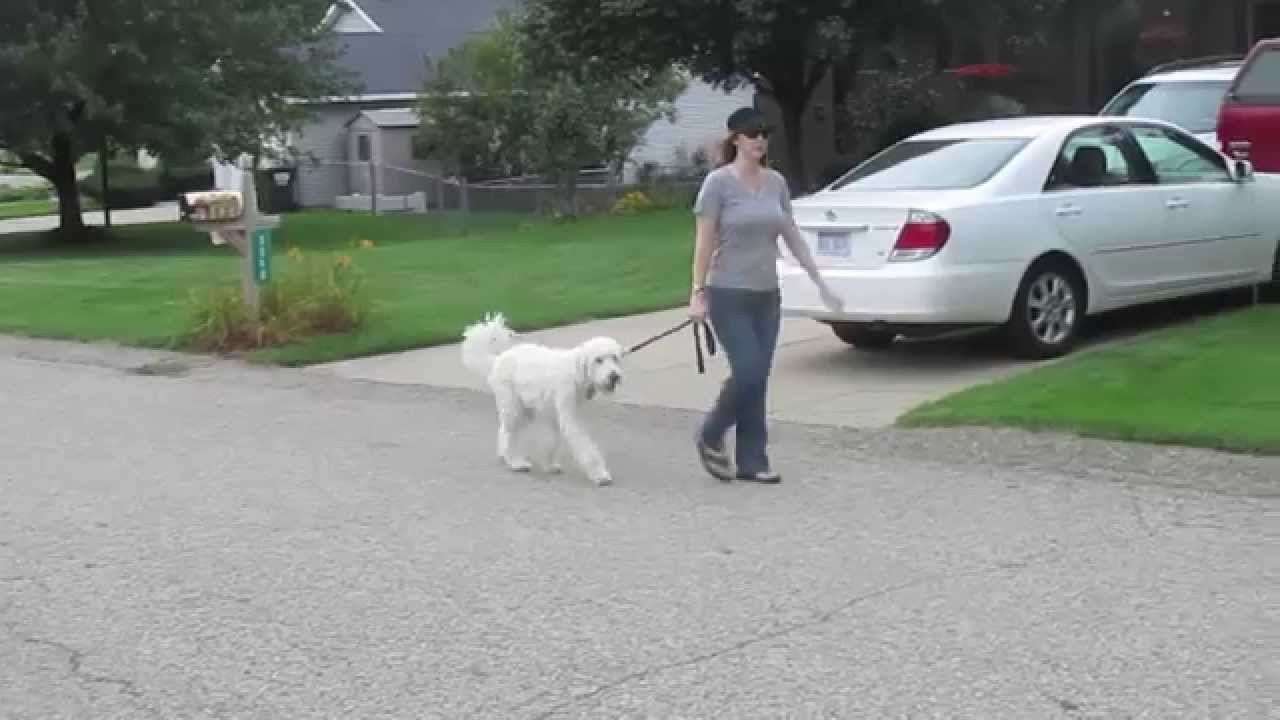 Lisa and Ian Walking | Follow The Leader Dog Training and ...