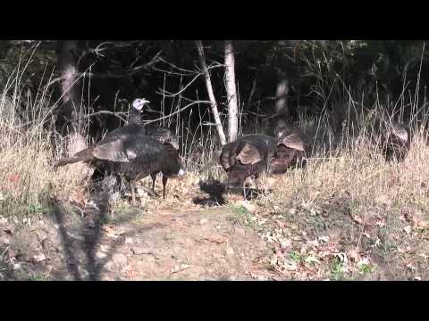 Tame Wild Turkeys! - YouTube