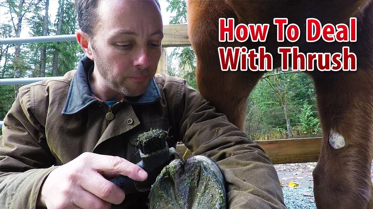 How To Deal With Thrush In Horse Hooves, Part 1 - YouTube