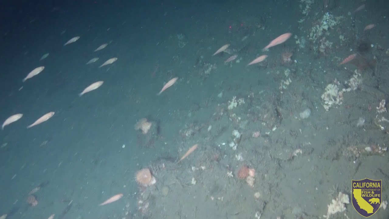 Dive Deep with a Remotely Operated Vehicle: Mattole Canyon State Marine ...