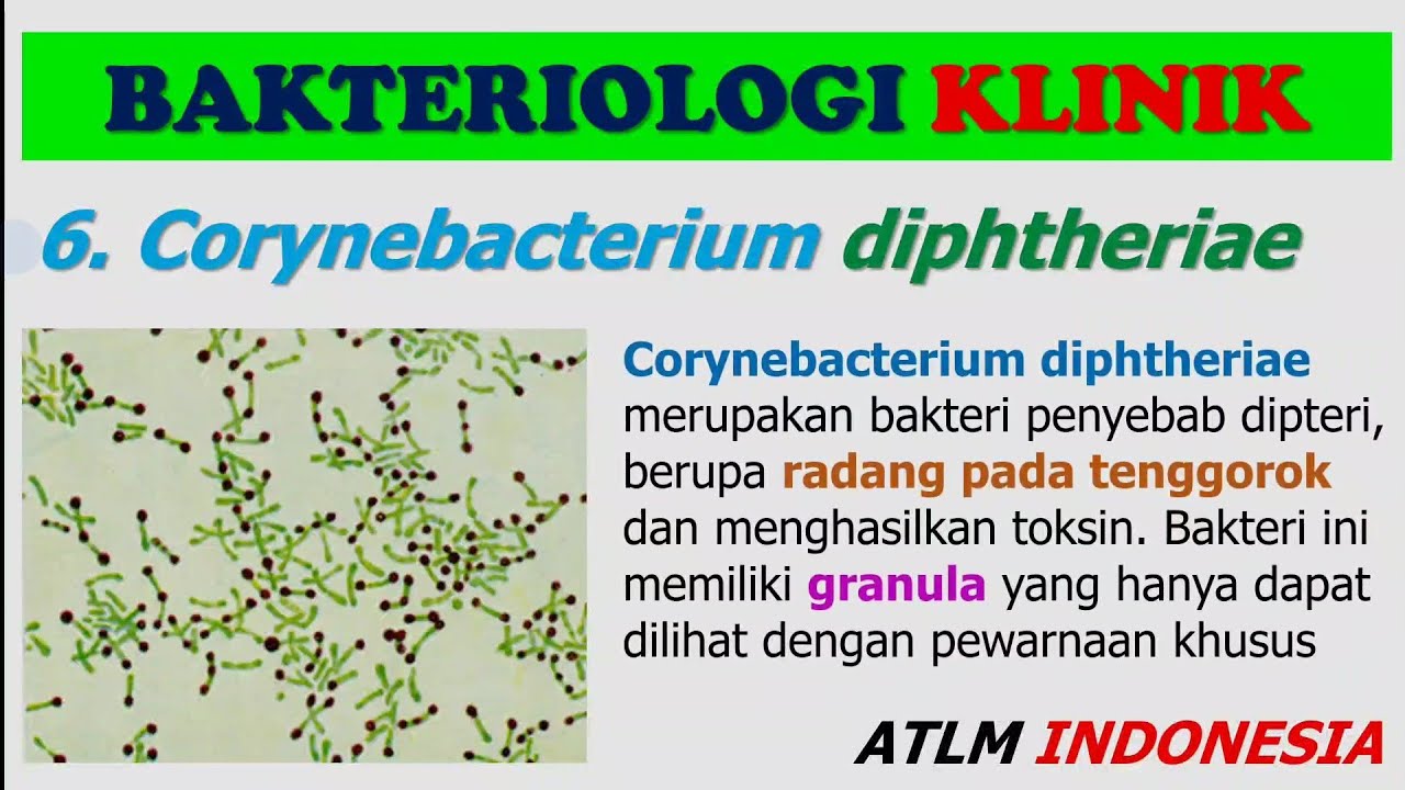 Corynebacterium Diphtheriae | Materi Kuliah TLM (Bakteriologi Klinik 1 ...