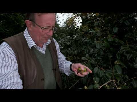 How To Plant Camellia Japonica Seeds