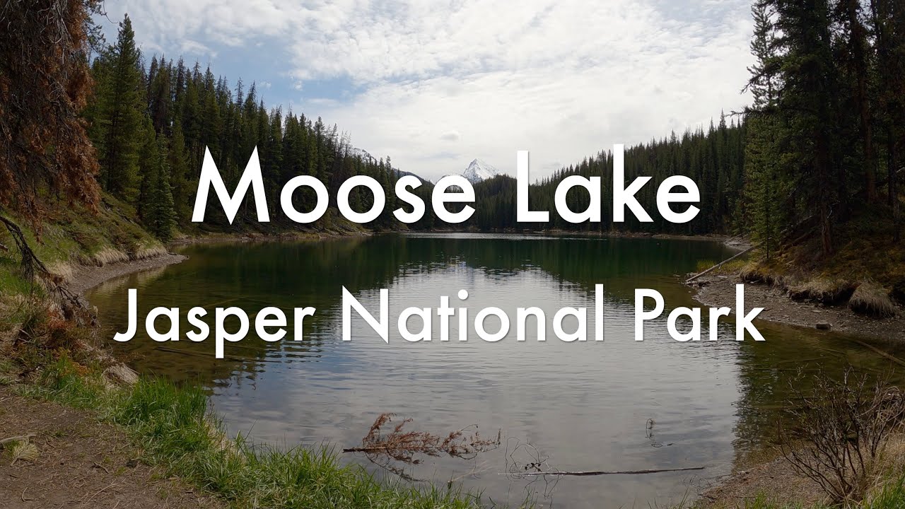 Moose Lake - Jasper National Park - Alberta, Canada - 4K - YouTube