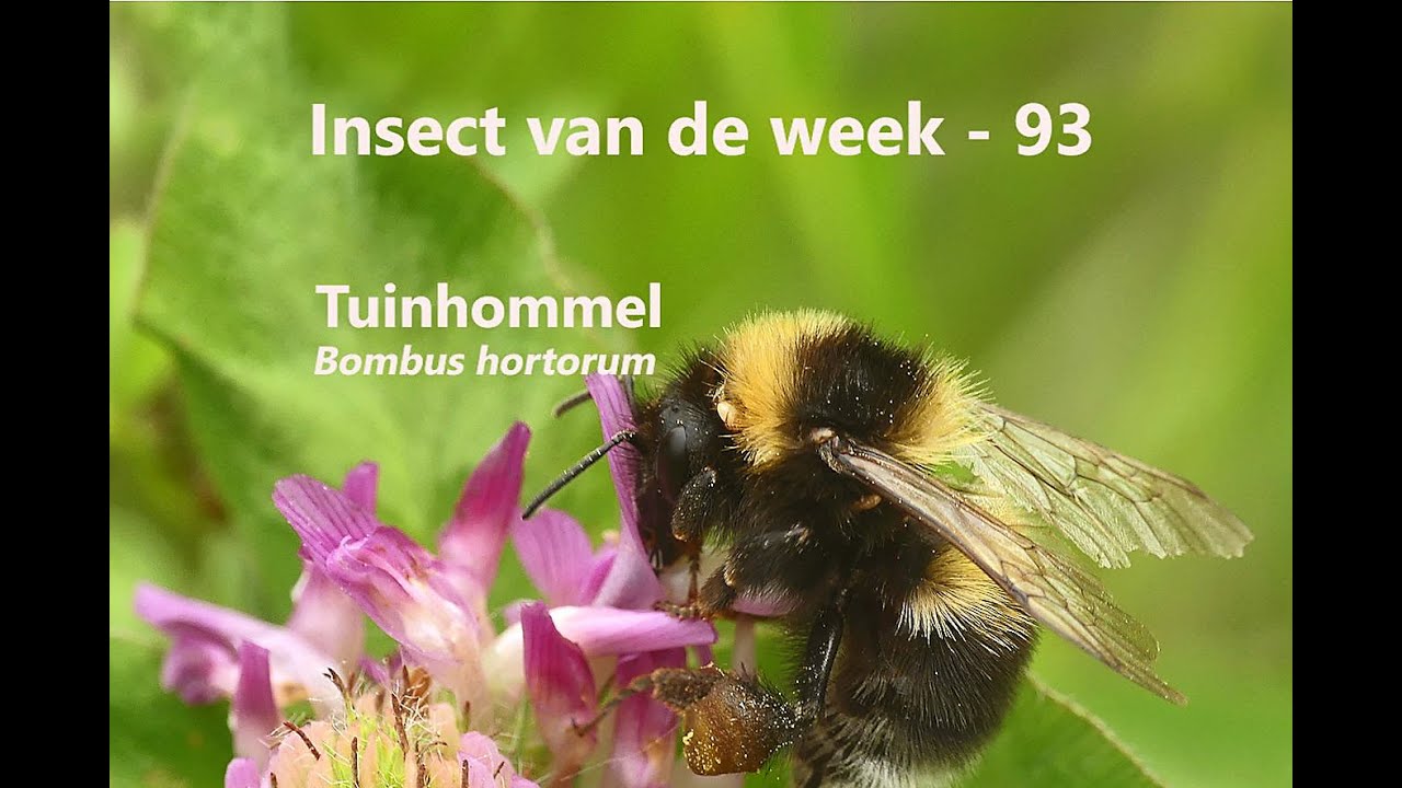 Insect van de Week 93: Tuinhommel - YouTube