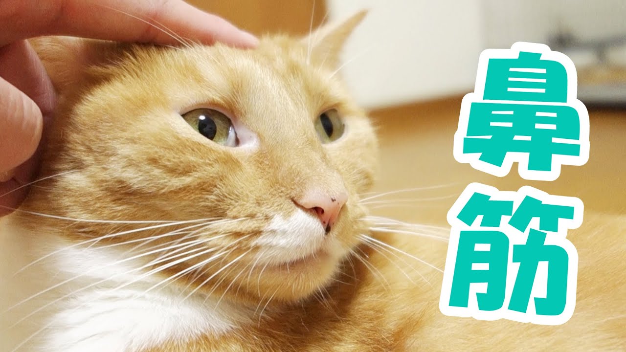 【猫 かわいい】鼻筋を撫でられるのが好きな猫がかわいい - the cute cat loves to patted - - YouTube
