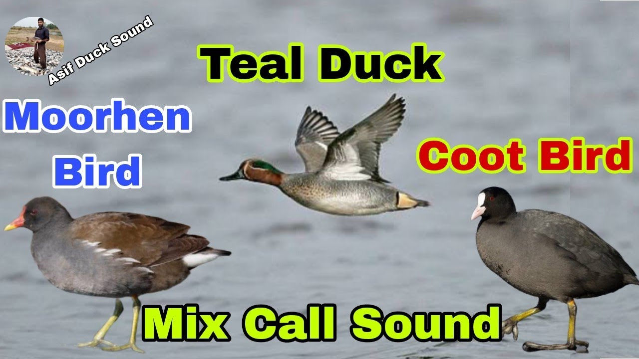 Teal Duck Moorhen Bird Coot Bird Mix call sound | Teal duck sound ...