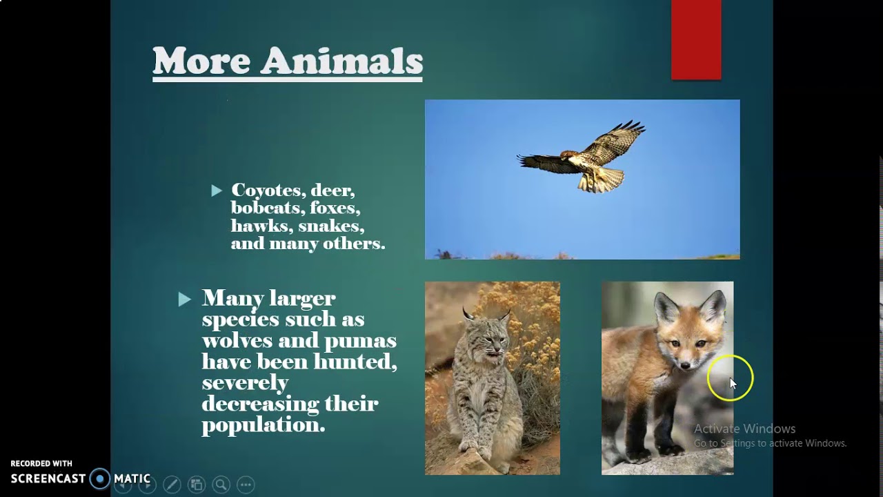 The Prairie Environment (for kids) - YouTube