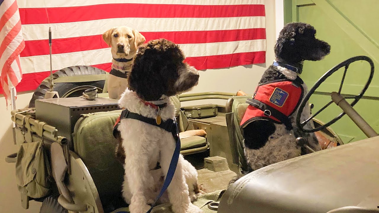 These service dogs are learning to help vets with PTSD - YouTube