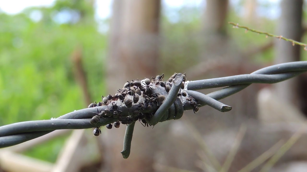 Ant Struggle Royalty Free Stock Video Footage | No Copyright - YouTube