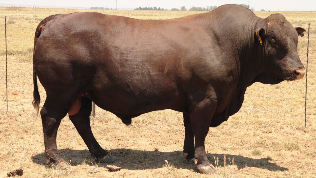 Stoet bul LDW 12-108 - YouTube