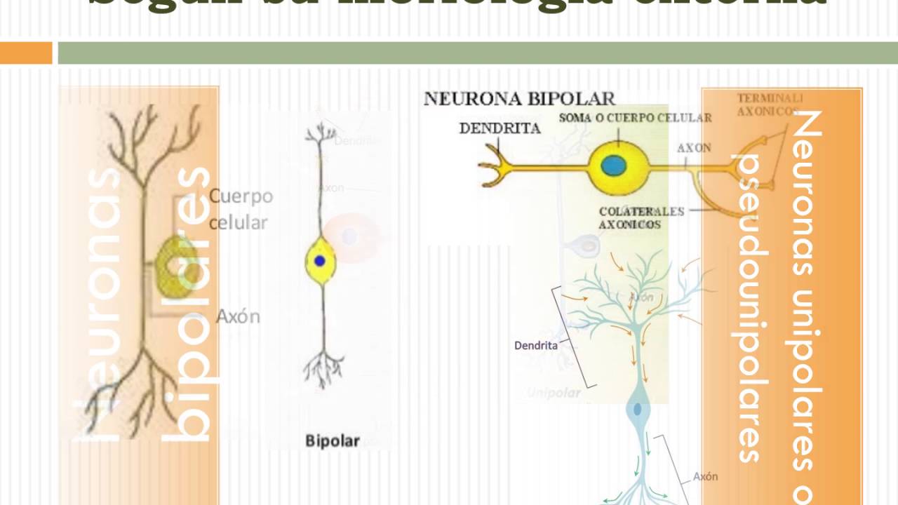 Neuronas y tipos de acuerdo a su forma - YouTube