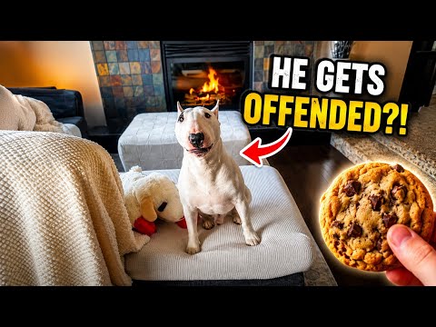  Dogs cute short stories video part 244 #cuteanimals #pets #animalvideos 