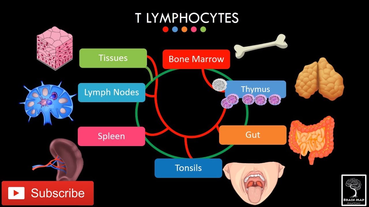 Formation and Circulation of T Lymphocytes - YouTube