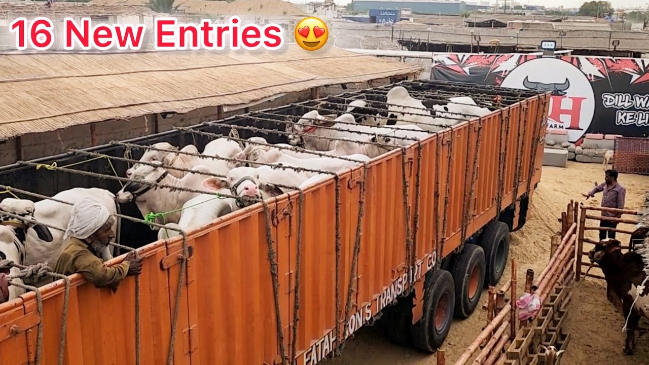 16 New Entries Available for Sale 2025 Collection | H&H Cattle Farm ...