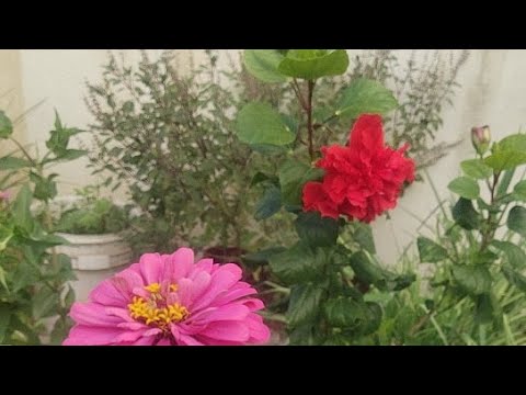 Beautiful Mandara flower blooming - YouTube