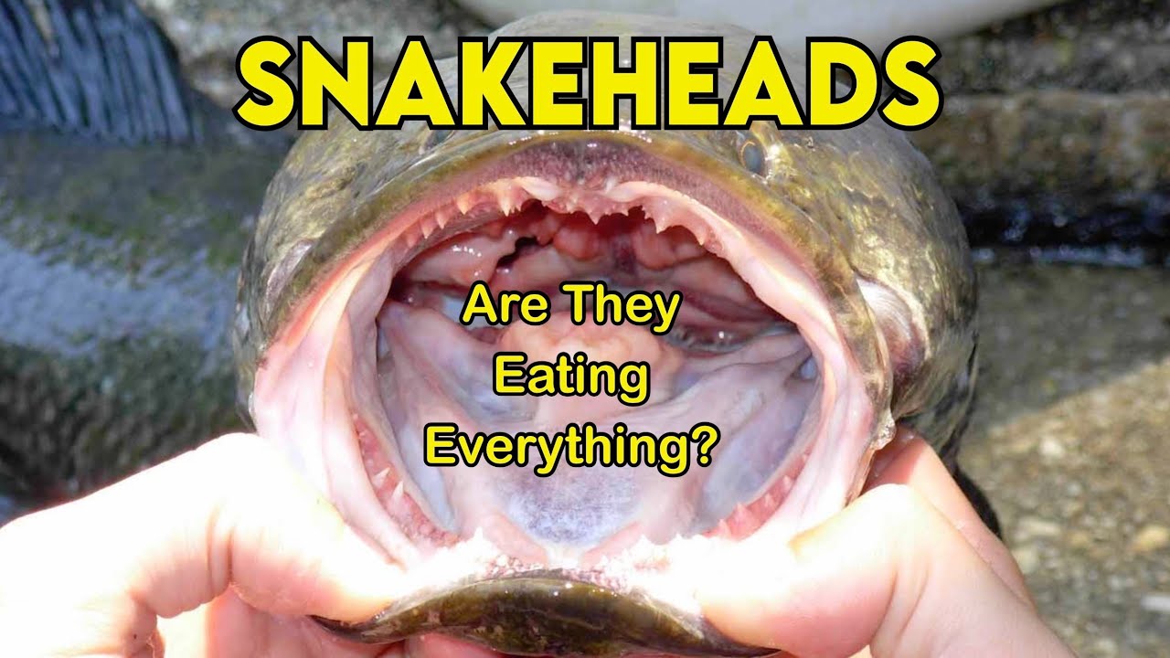 SNAKEHEADS ARE EATING EVERY FISH IN #MARYLAND?!? #killing #eating # ...