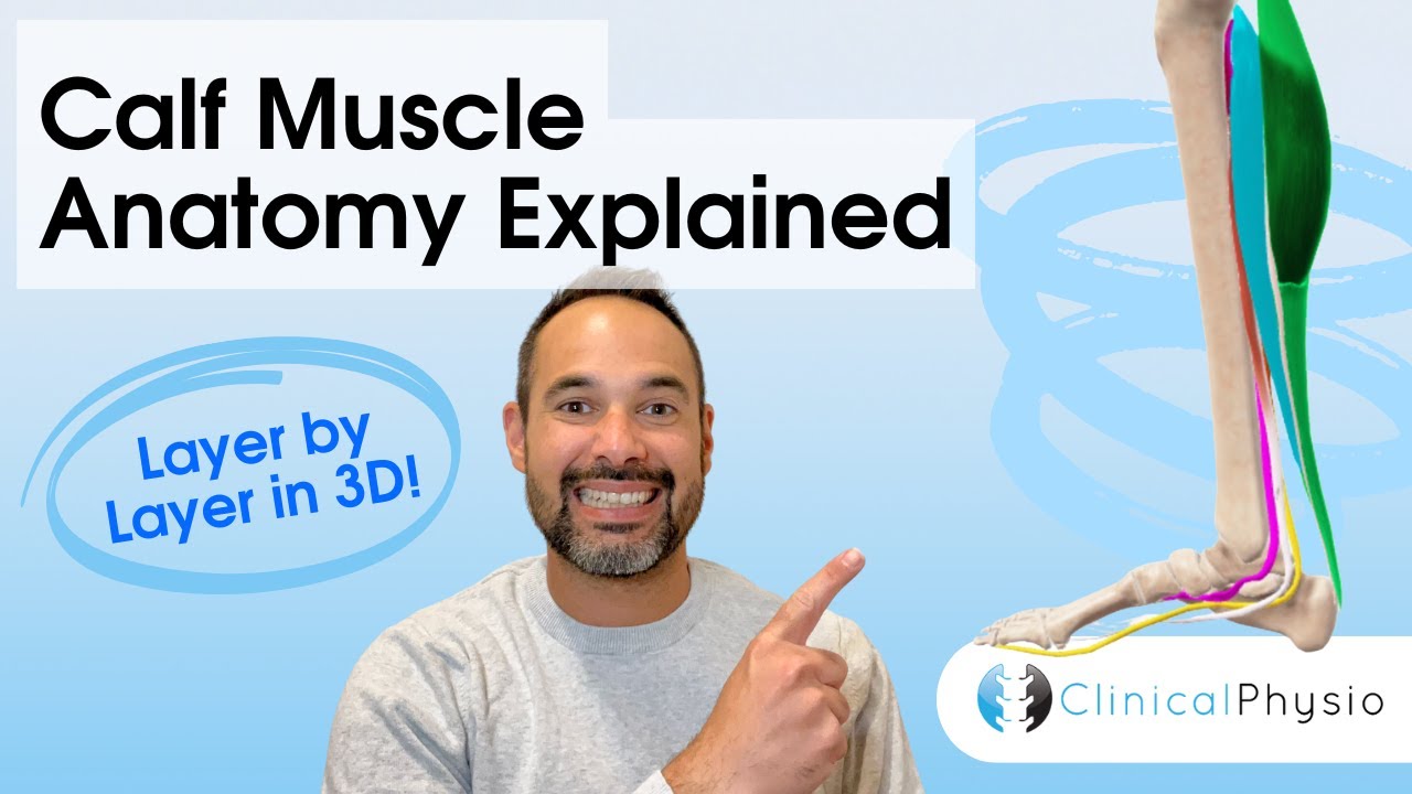 Calf Muscles Anatomy | Layer-by-Layer Explained for Physiotherapists ...