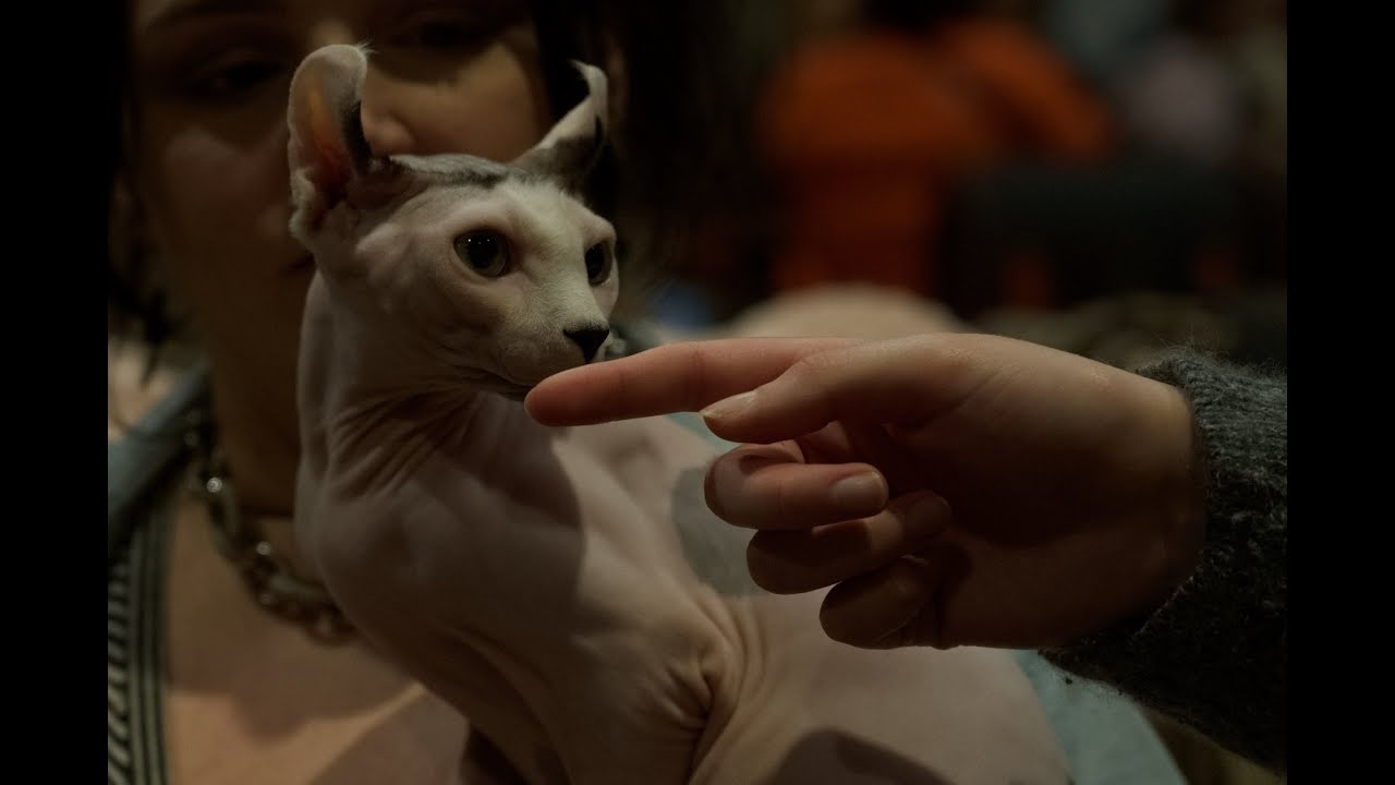 Portland Cat Extravaganza - - February 4, 2023 - YouTube