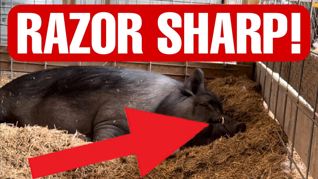 The PIGS biggest FAN! - YouTube