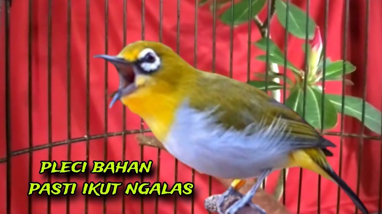 Pleci Gacor Ngalas 123 Tembakan Untuk Pancingan Pleci Bahan || Pleci Bustomi Gacor - YouTube