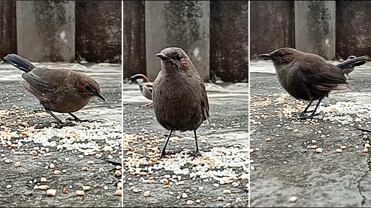 Funny Robin Bird | Indian Robin | Funny Bird Video - YouTube