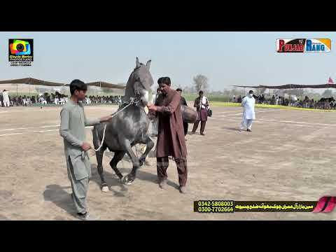 Muqdar مقدر  ll Feroza فیروزہ ll Horse Dance Jaboka Bangla Gogera Okara