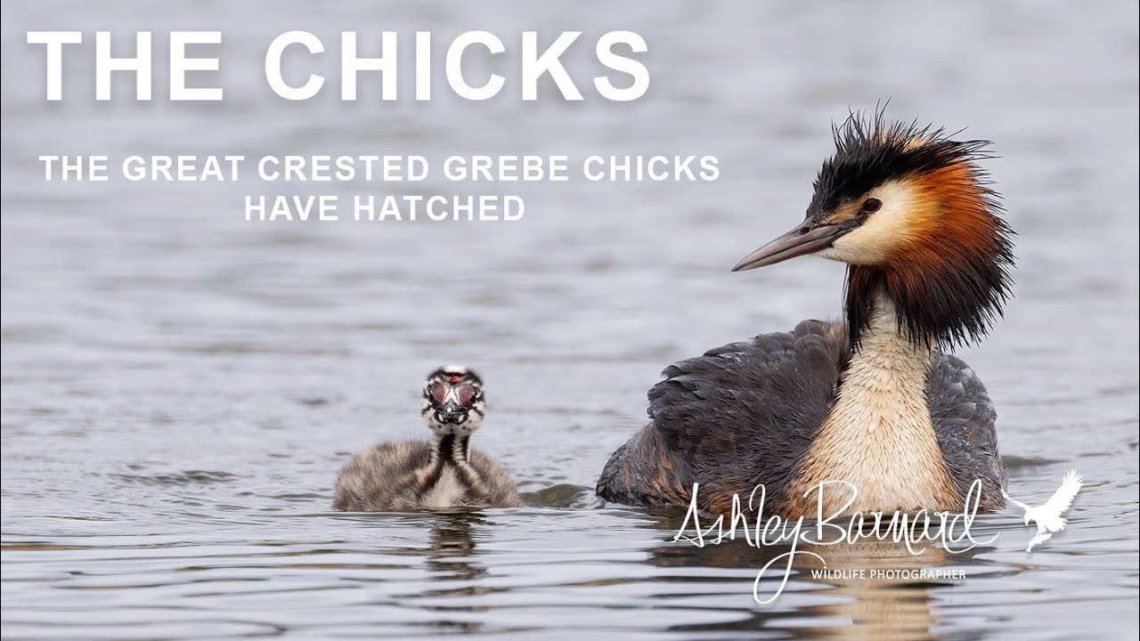 Watch These Adorable Baby Grebes Make Their Debut! - YouTube