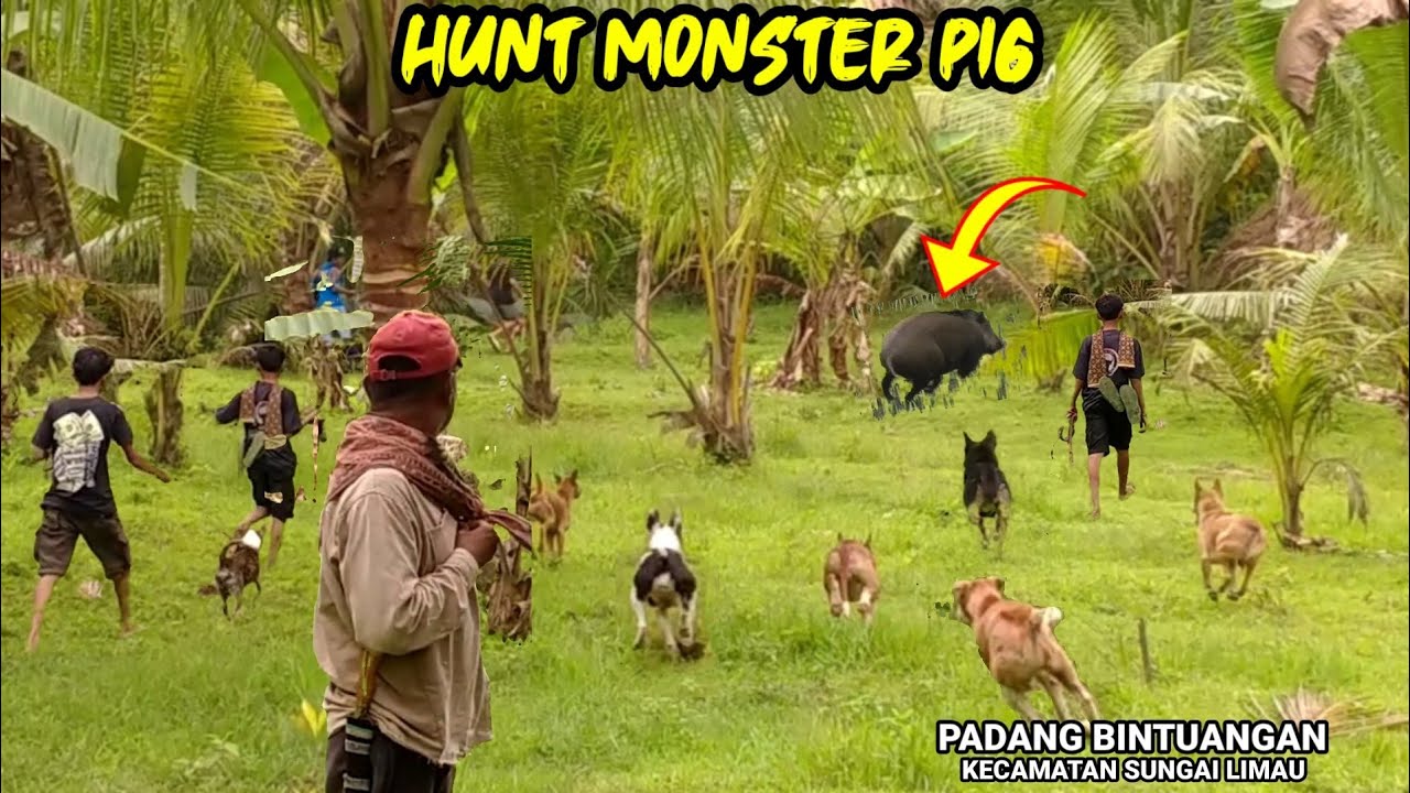 MONSTER PIG‼️ SUNGGUH TAK DIDUGA BABI MONSTER MUNCUL SECARA TIBA2 DAN MENEROBOS PARA PEMBURU ...
