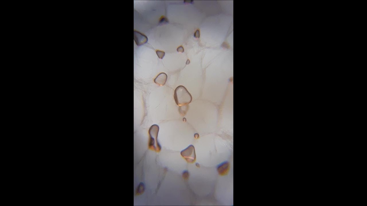 Apple under microscope - YouTube