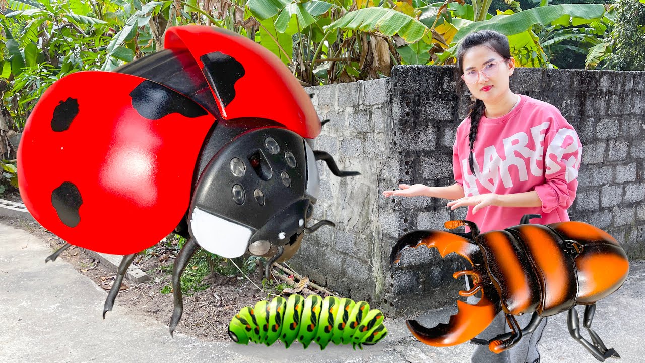 Changcady bắt sâu ở vườn rau và bọ cánh cam, bọ cánh cứng biết đi ...