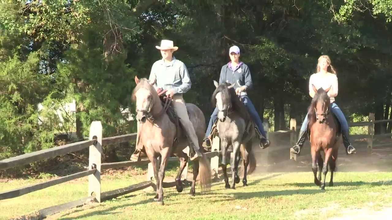 Cedar Lane Stable - Paso Finos - YouTube